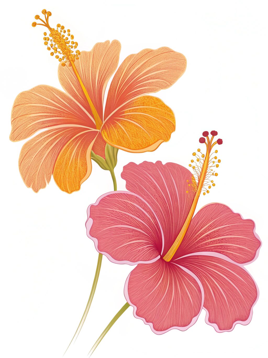 15 Hibiscus Flower Clipart Free